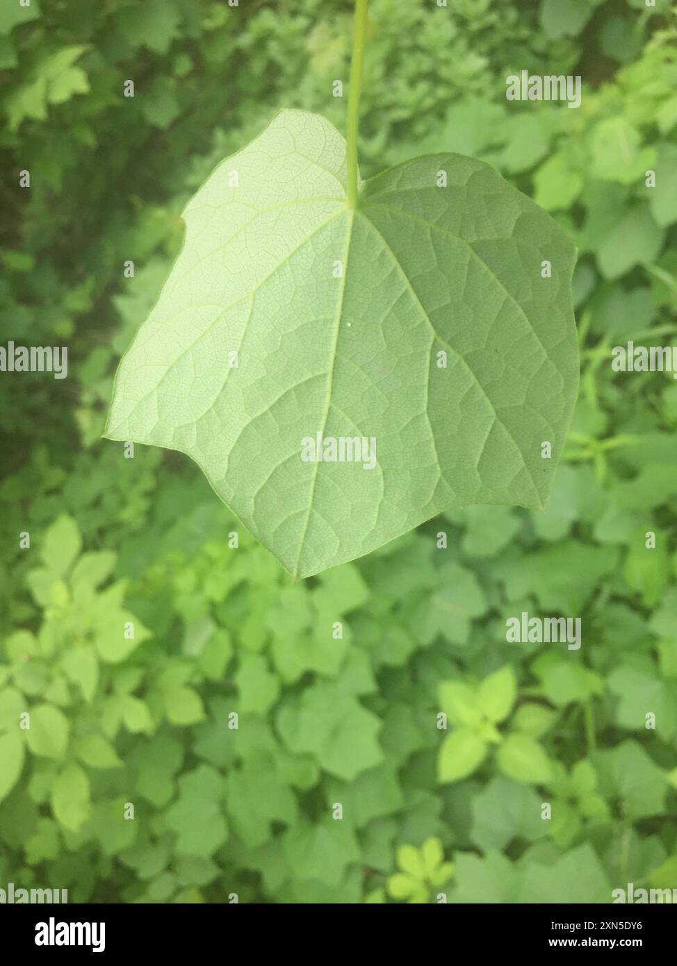 moonseed (Menispermum canadense) Plantae Stock Photo - Alamy