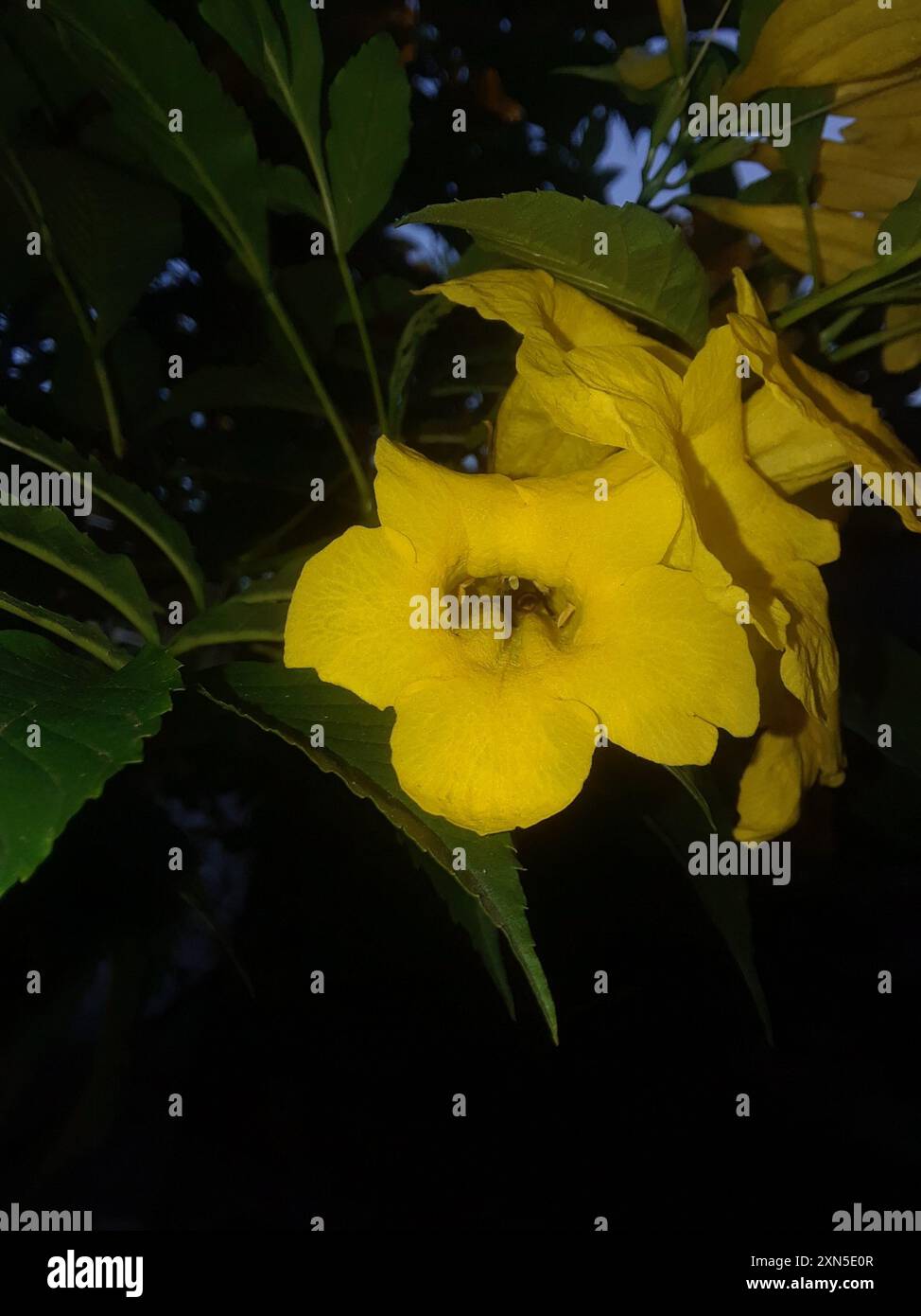 Cavity-nesting Honey Bees (Apis) Insecta Stock Photo - Alamy