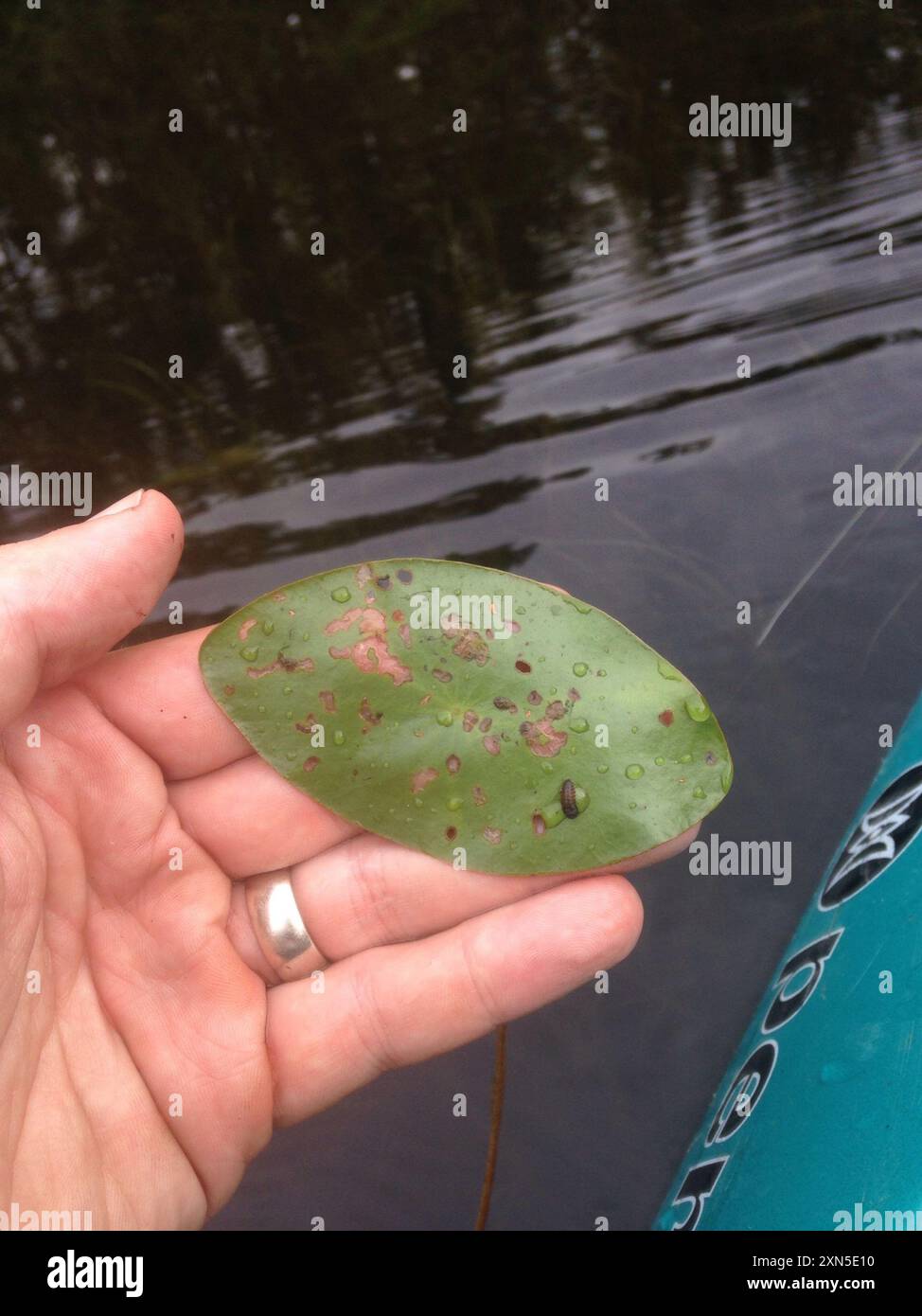 Watershield (Brasenia schreberi) Plantae Stock Photo - Alamy