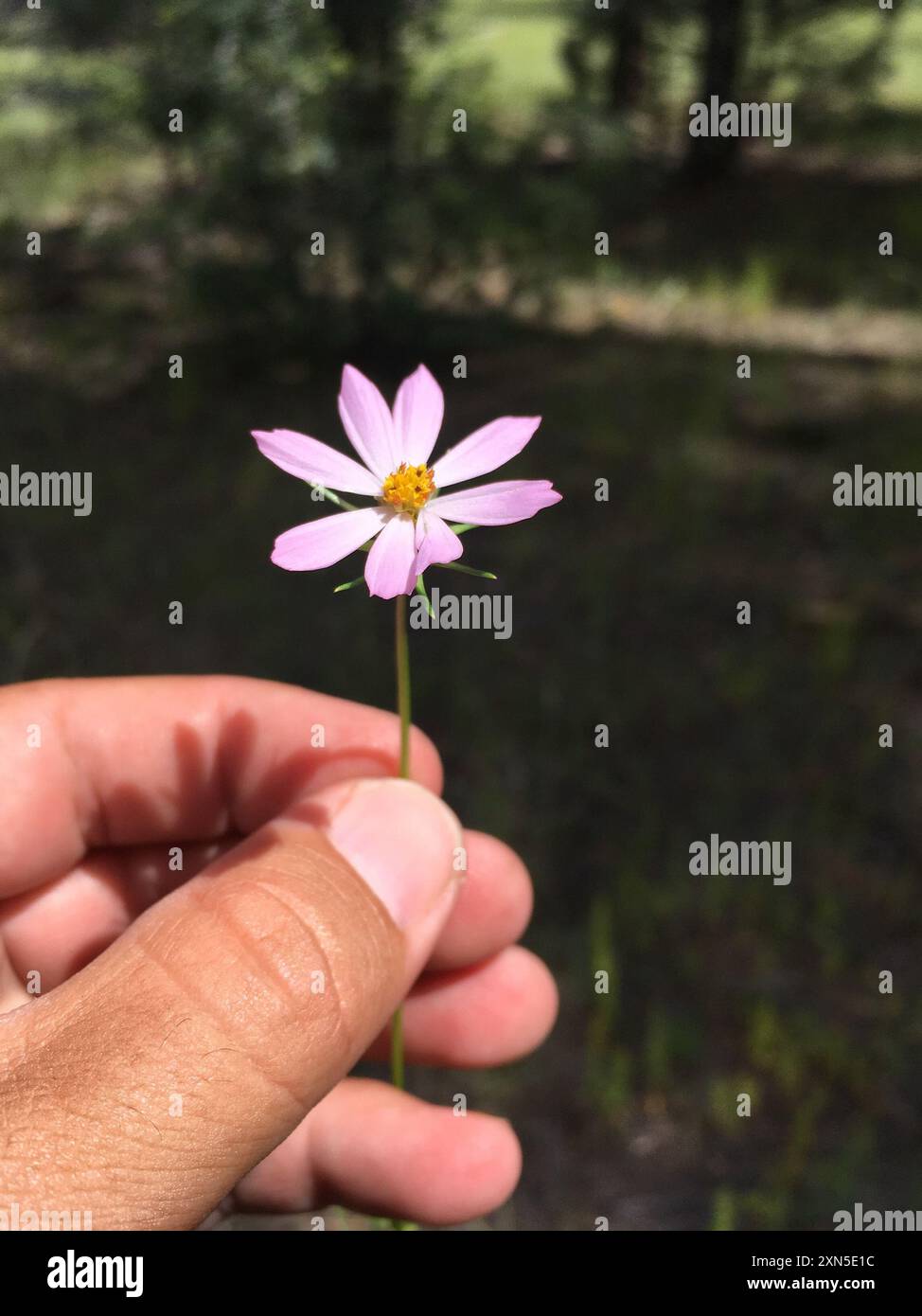 southwestern cosmos (Cosmos parviflorus) Plantae Stock Photo - Alamy