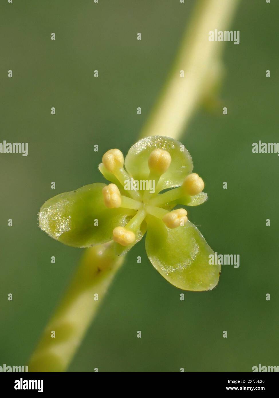 Petawali (Tinospora crispa) Plantae Stock Photo - Alamy