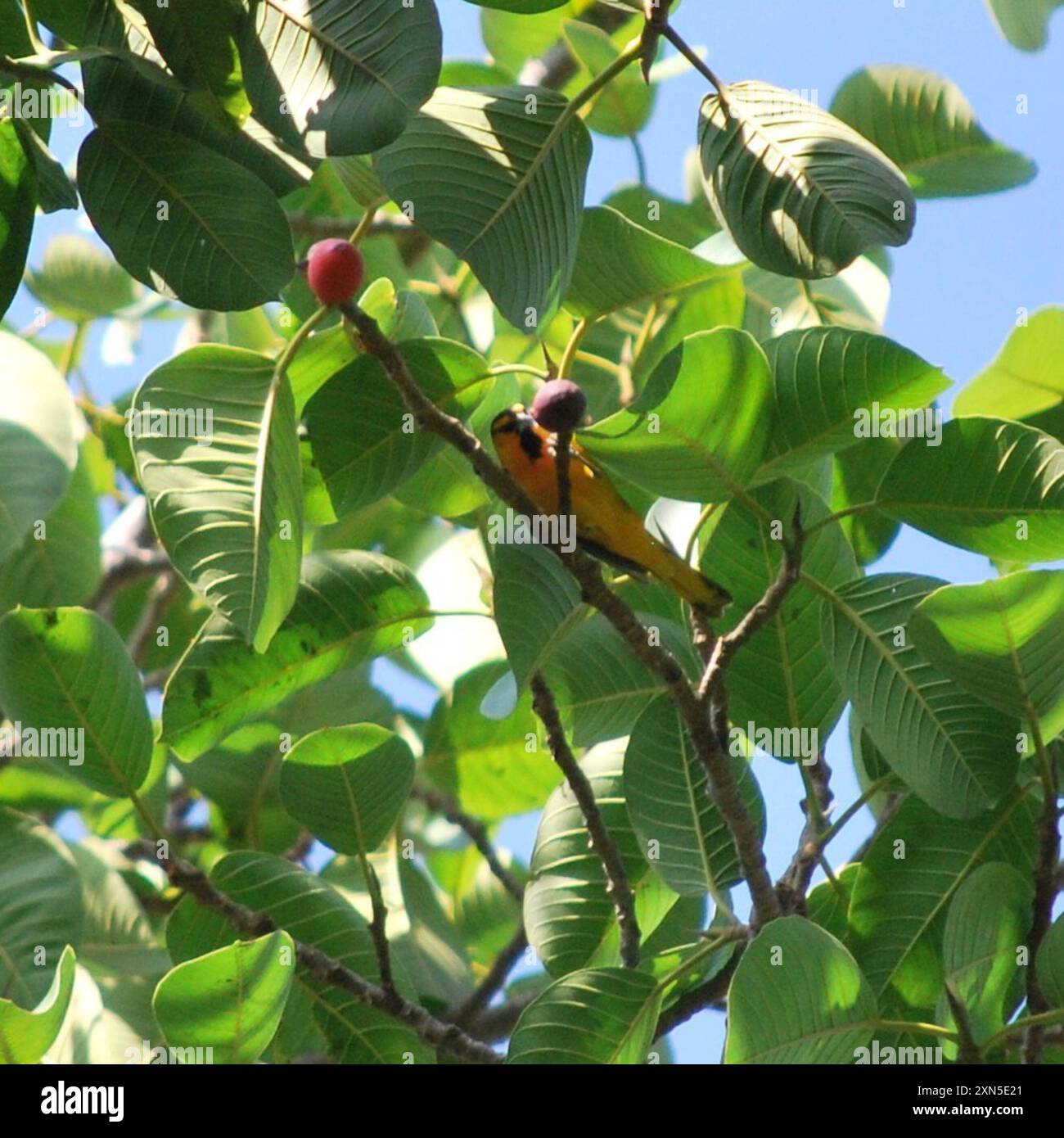 Bullock's Oriole (Icterus bullockii) Aves Stock Photo - Alamy