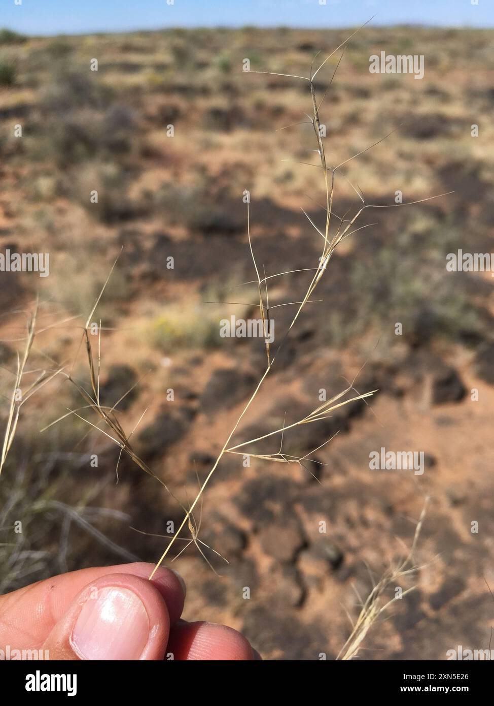 hook three-awn (Aristida ternipes gentilis) Plantae Stock Photo - Alamy