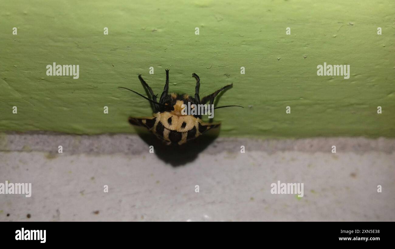 Mexican Tiger Moth (Apantesis proxima) Insecta Stock Photo - Alamy