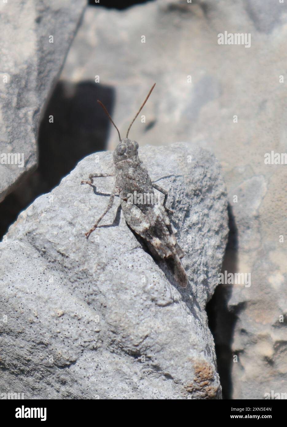 Red-winged Grasshopper (Oedipoda germanica) Insecta Stock Photo - Alamy