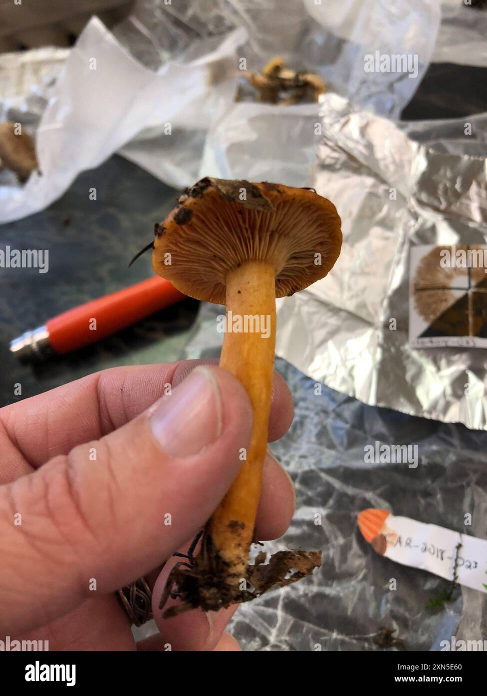 Candy Cap (Lactarius rubidus) Fungi Stock Photo - Alamy
