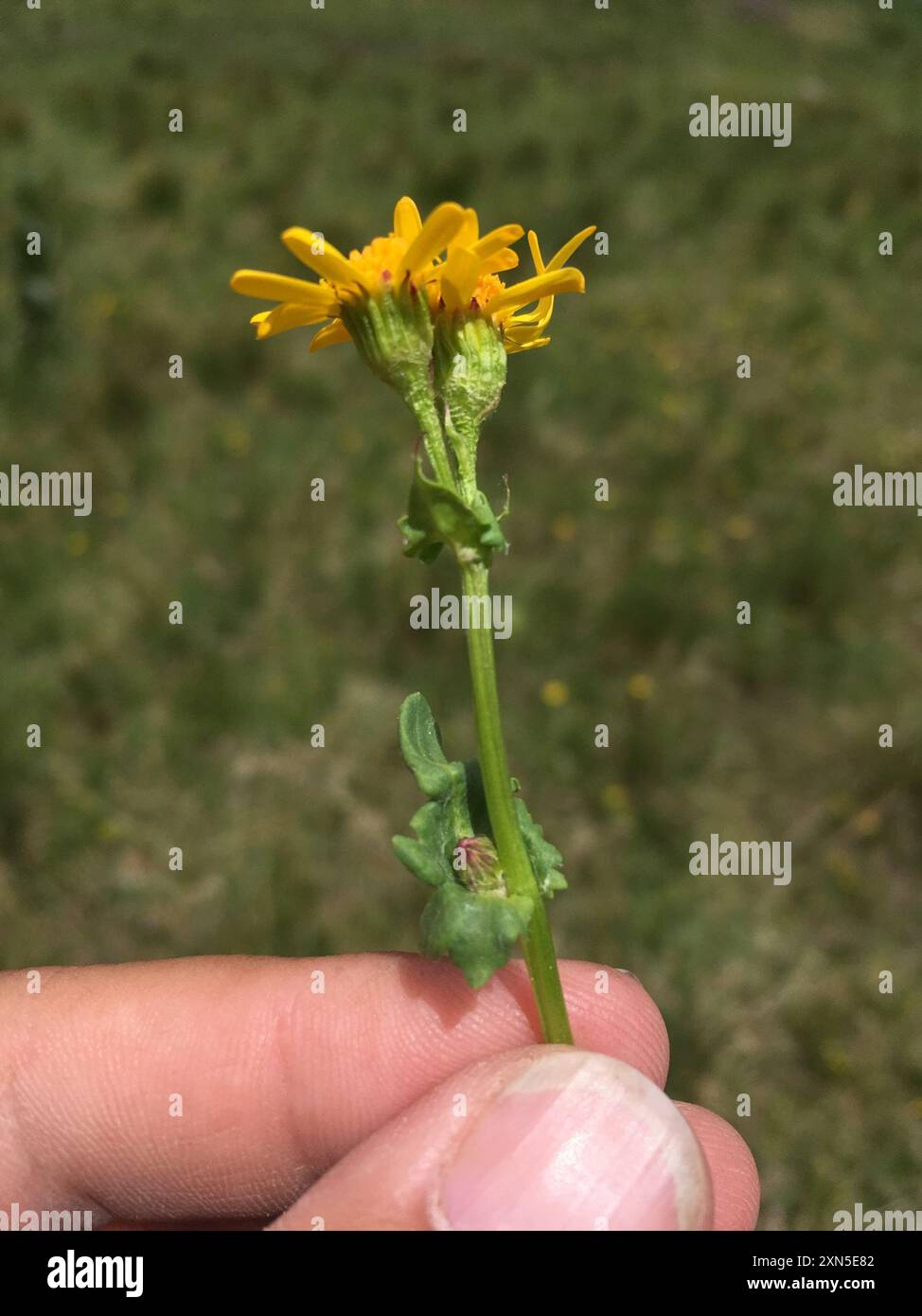 Splitleaf Groundsel (Packera dimorphophylla) Plantae Stock Photo - Alamy