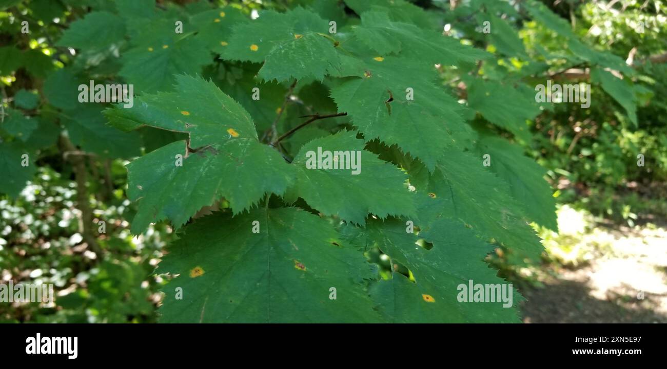 Juniper-hawthorn rust (Gymnosporangium globosum) Fungi Stock Photo - Alamy