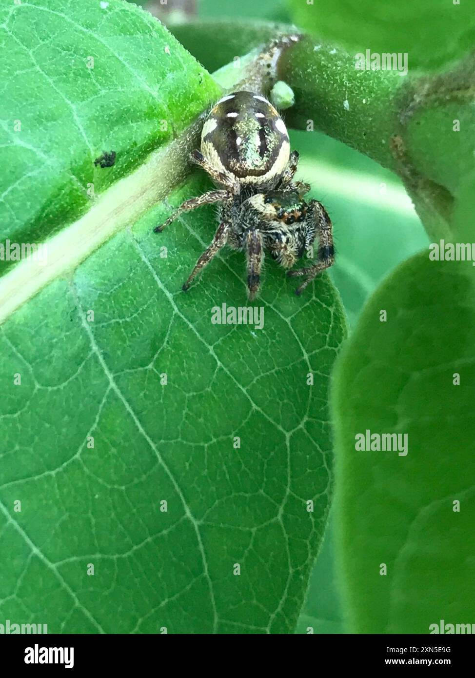 Golden Jumping Spider (Paraphidippus aurantius) Arachnida Stock Photo ...