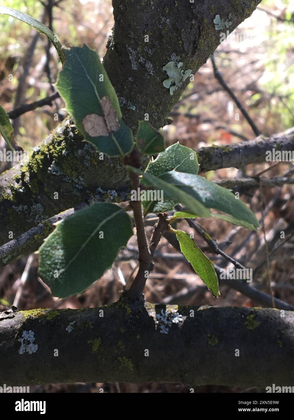 Quercus wislizeni hi-res stock photography and images - Alamy
