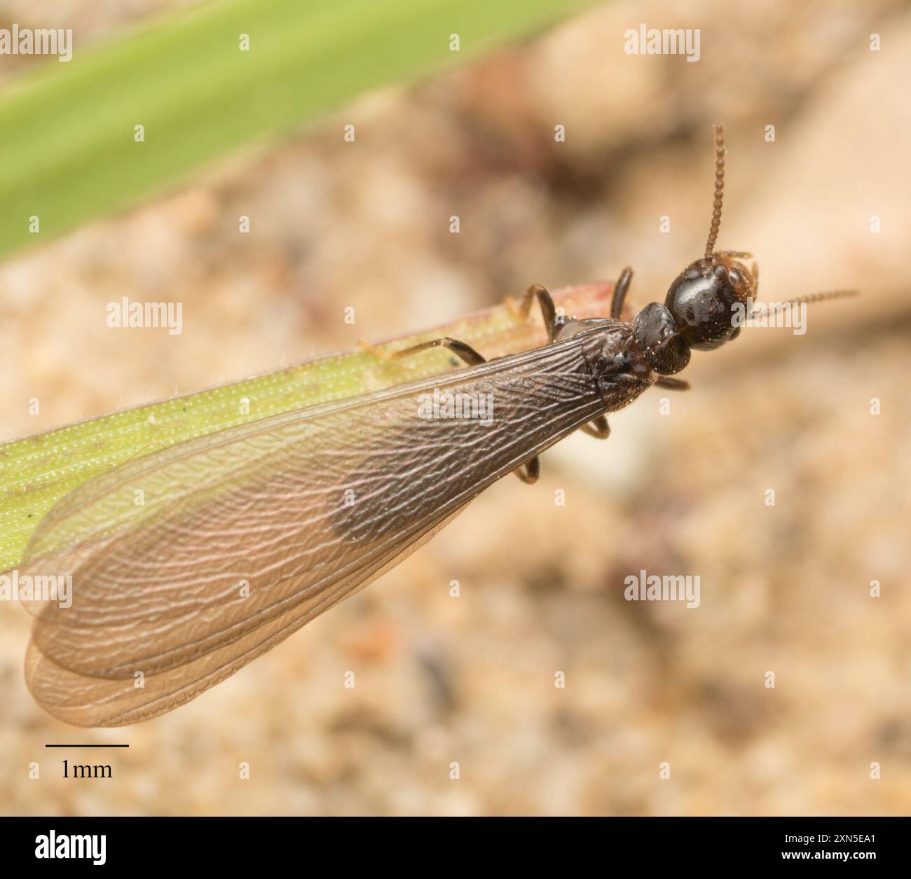 Western Subterranean Termite (Reticulitermes hesperus) Insecta Stock ...