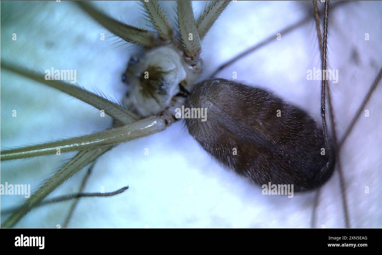 Long-bodied Cellar Spider (Pholcus phalangioides) Arachnida Stock Photo ...