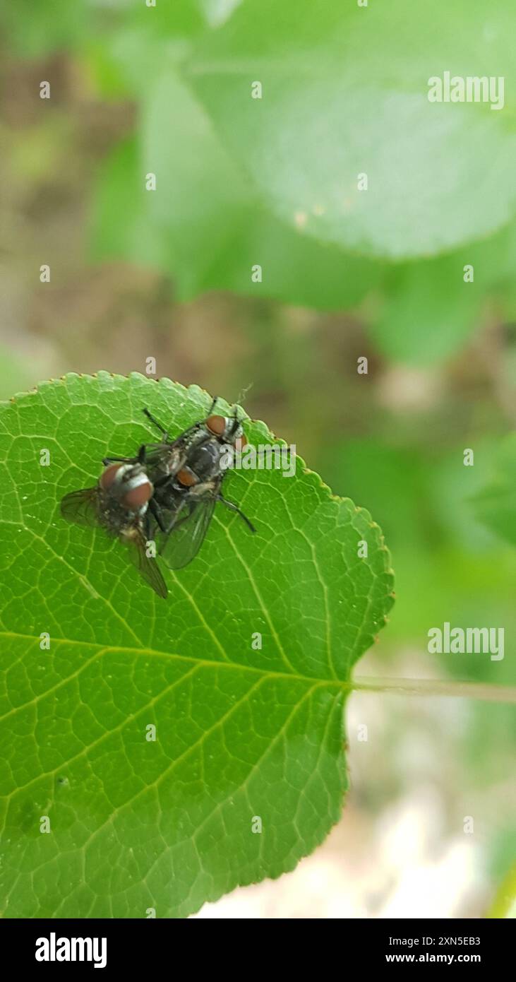 Bristle Flies (Tachinidae) Insecta Stock Photo - Alamy