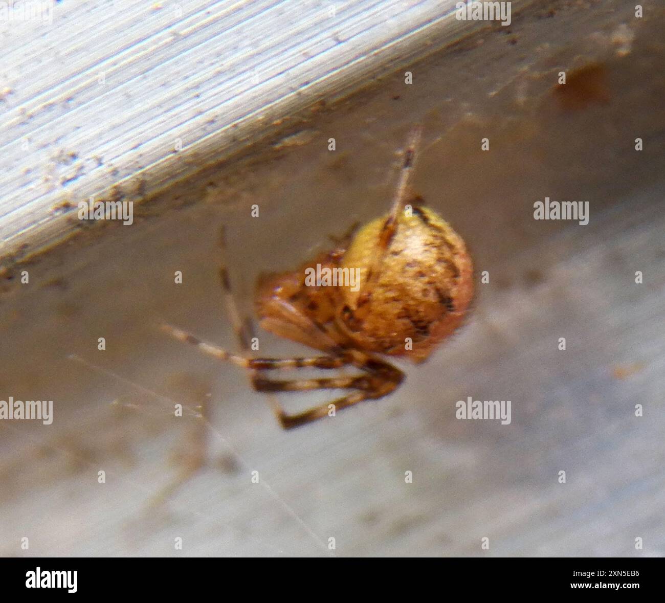 Common House Spider (Parasteatoda tepidariorum) Arachnida Stock Photo ...