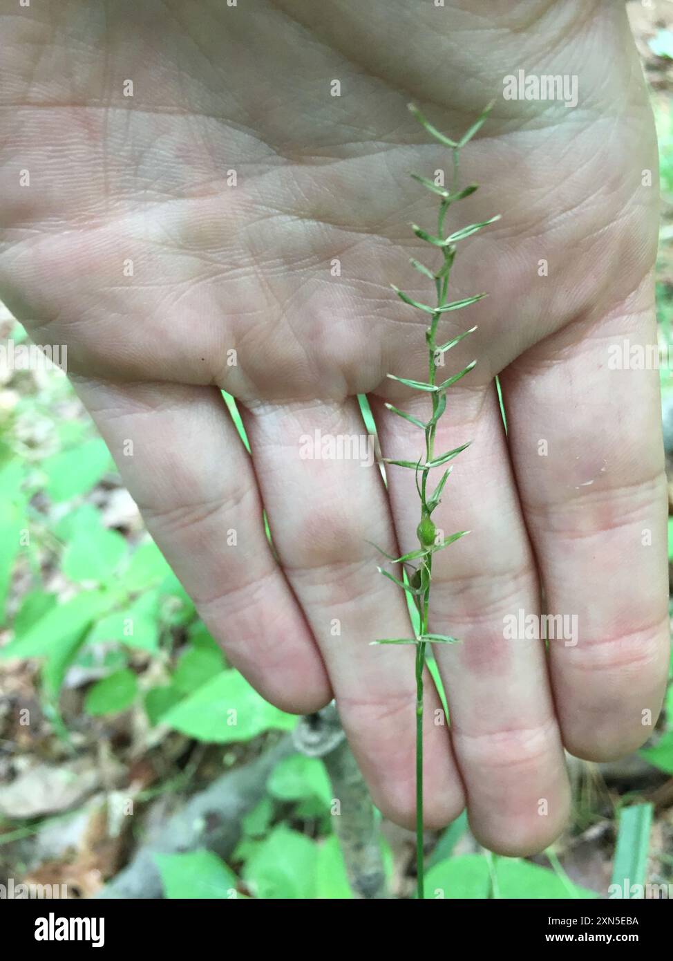 White-grained Mountain-ricegrass (Oryzopsis asperifolia) Plantae Stock ...