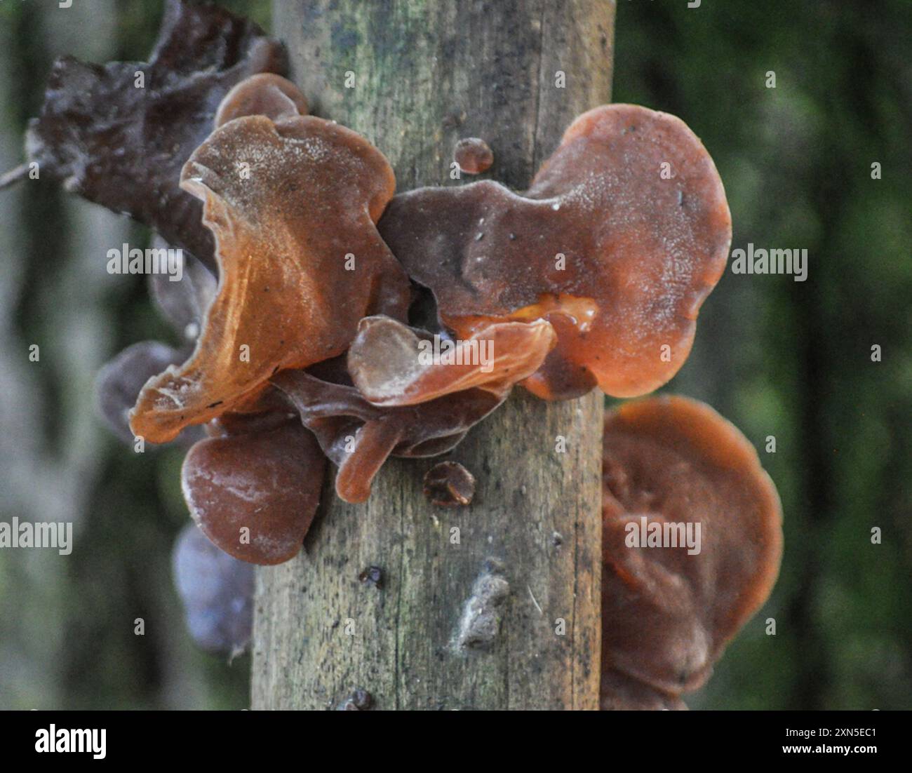 Wood ear fungi (Auricularia) Fungi Stock Photo - Alamy