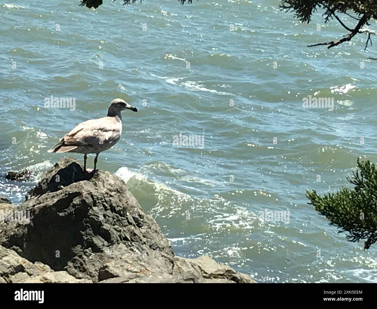 Gulls (Larinae) Aves Stock Photo - Alamy