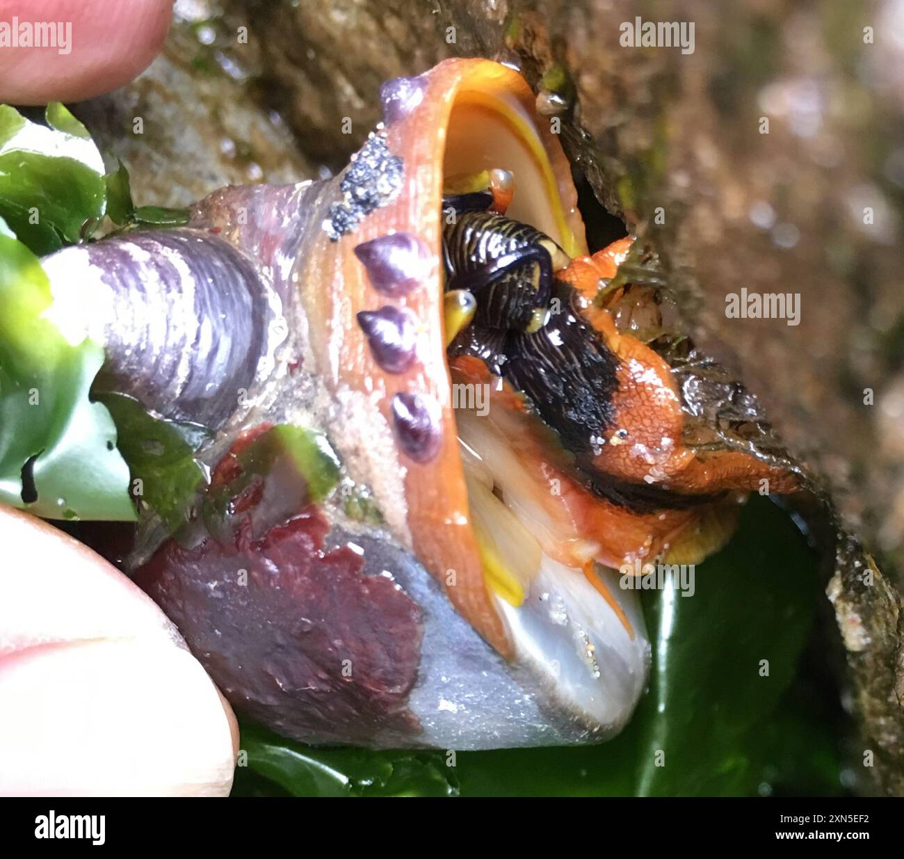 Hooked Slippersnail (Crepidula adunca) Mollusca Stock Photo - Alamy