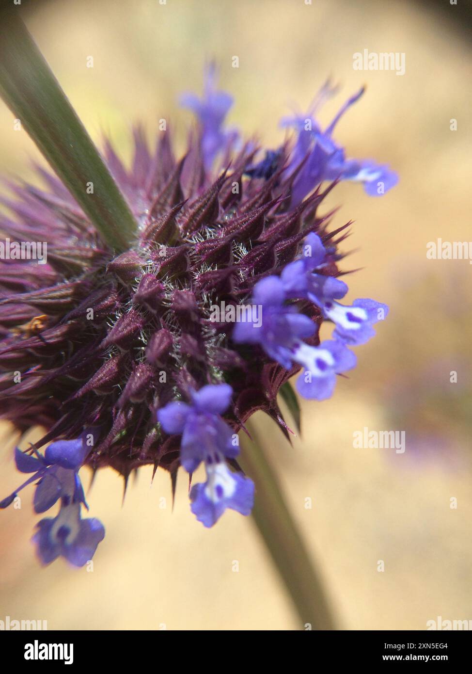 Chia (Salvia columbariae) Plantae Stock Photo - Alamy