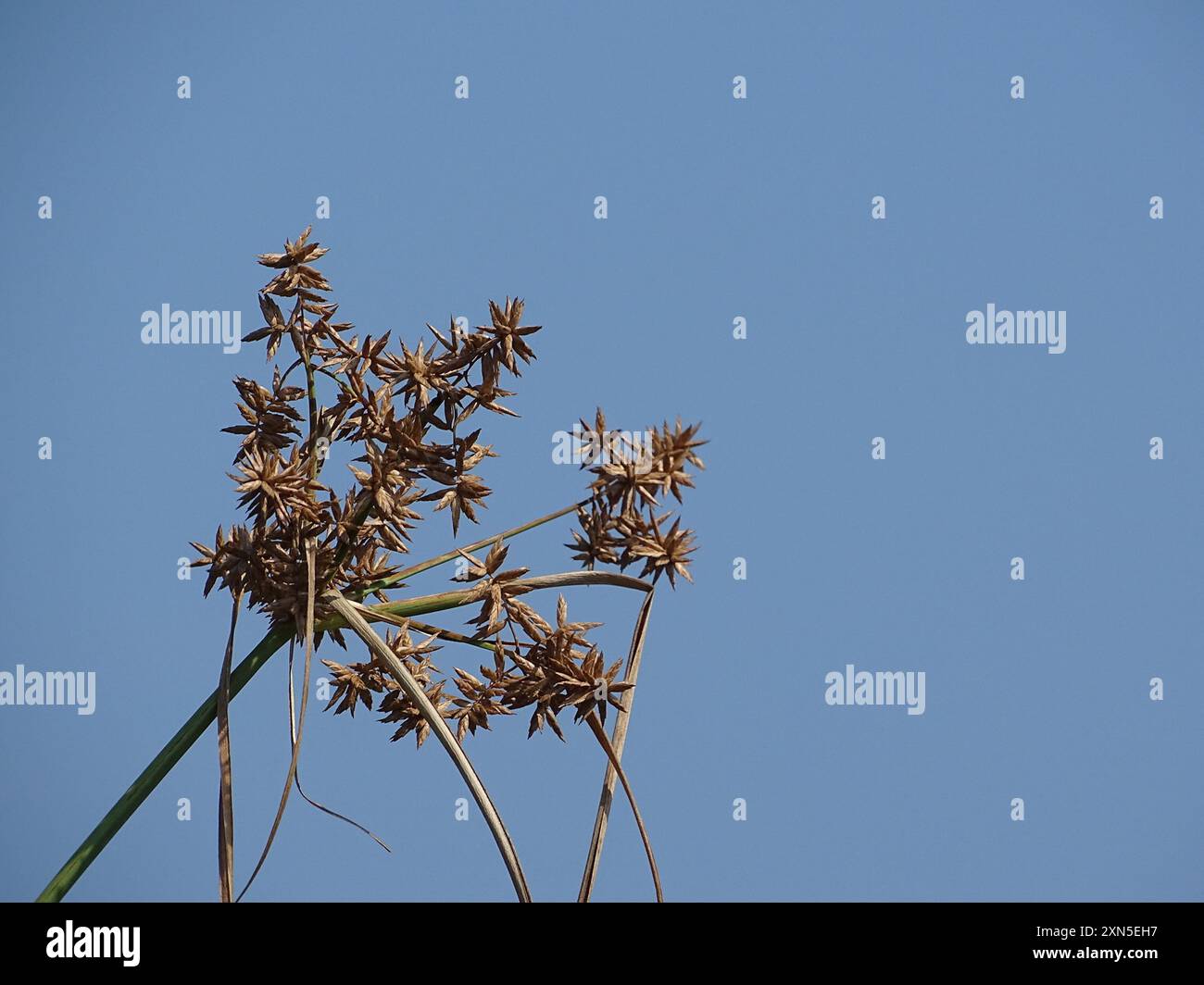 Javanese Flatsedge (Cyperus javanicus) Plantae Stock Photo - Alamy