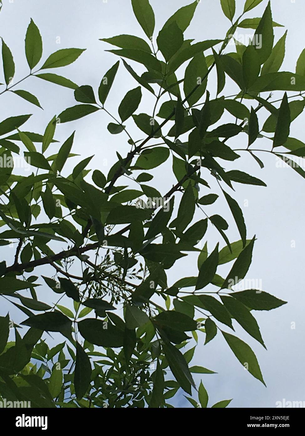 velvet ash (Fraxinus velutina) Plantae Stock Photo - Alamy