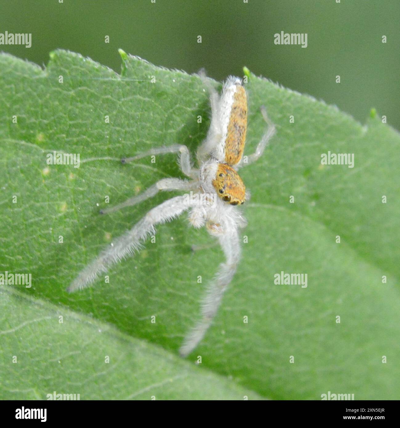 White jawed jumping spider hi-res stock photography and images - Alamy