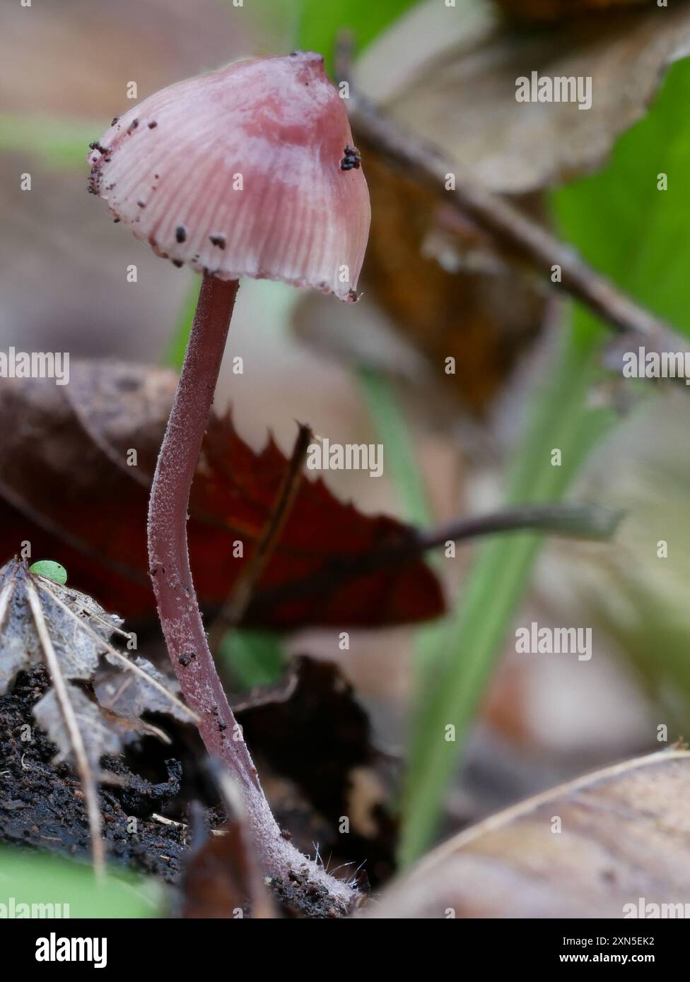 Bleeding Fairy Helmet (Mycena haematopus) Fungi Stock Photo - Alamy