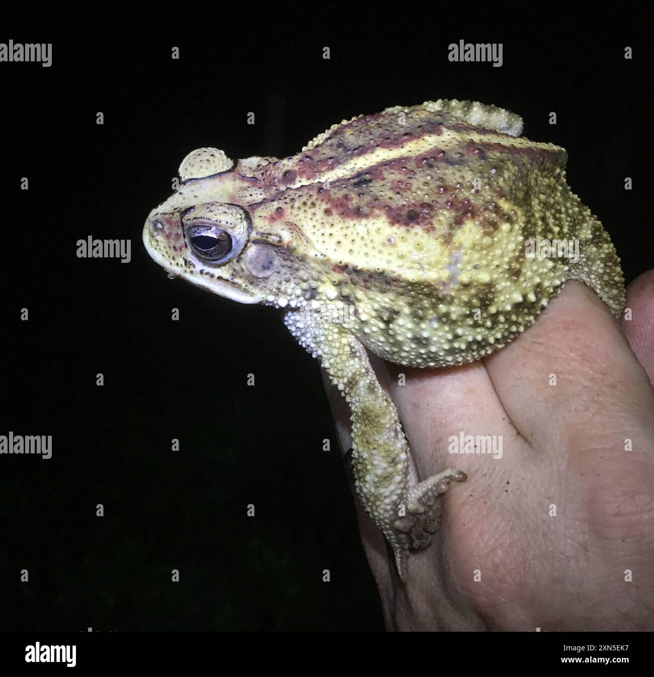 Yellow Toad (Incilius luetkenii) Amphibia Stock Photo - Alamy