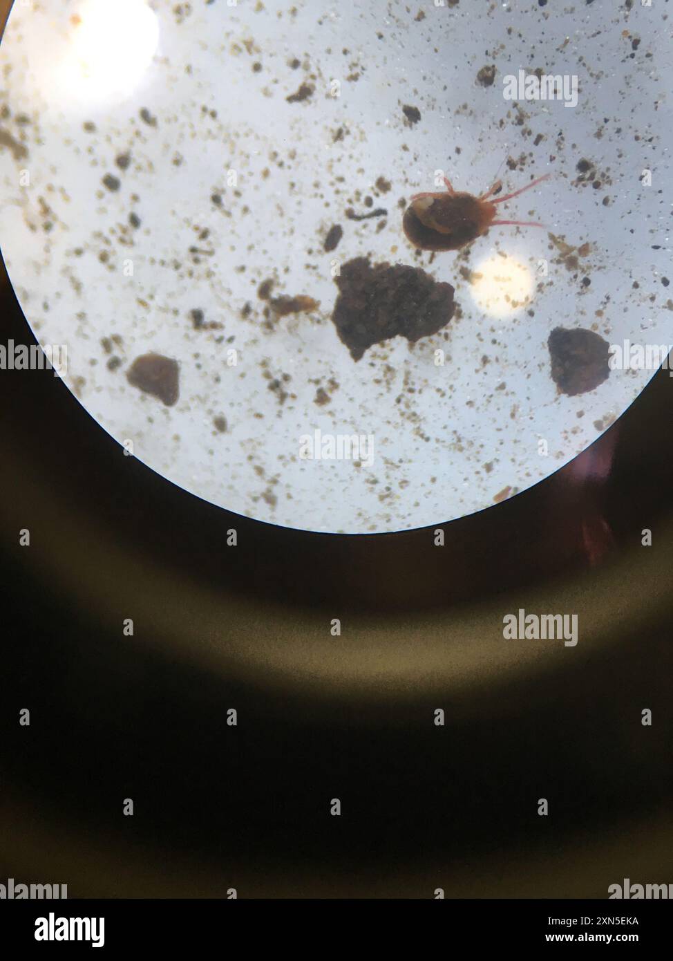 Mites and Ticks (Acari) Arachnida Stock Photo - Alamy