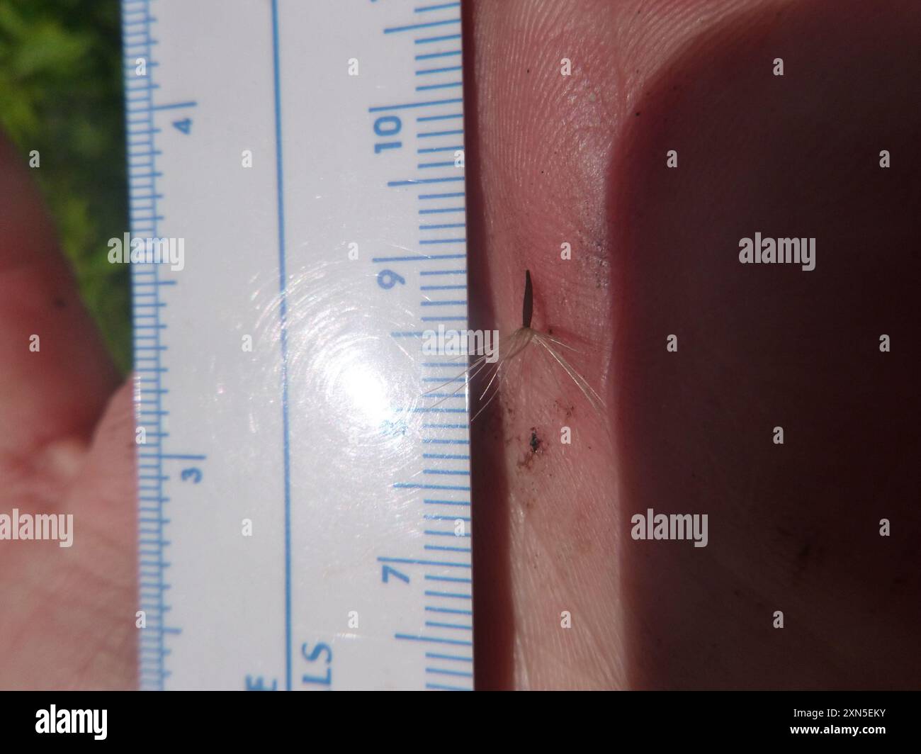 Smooth Cat's Ear (Hypochaeris glabra) Plantae Stock Photo - Alamy