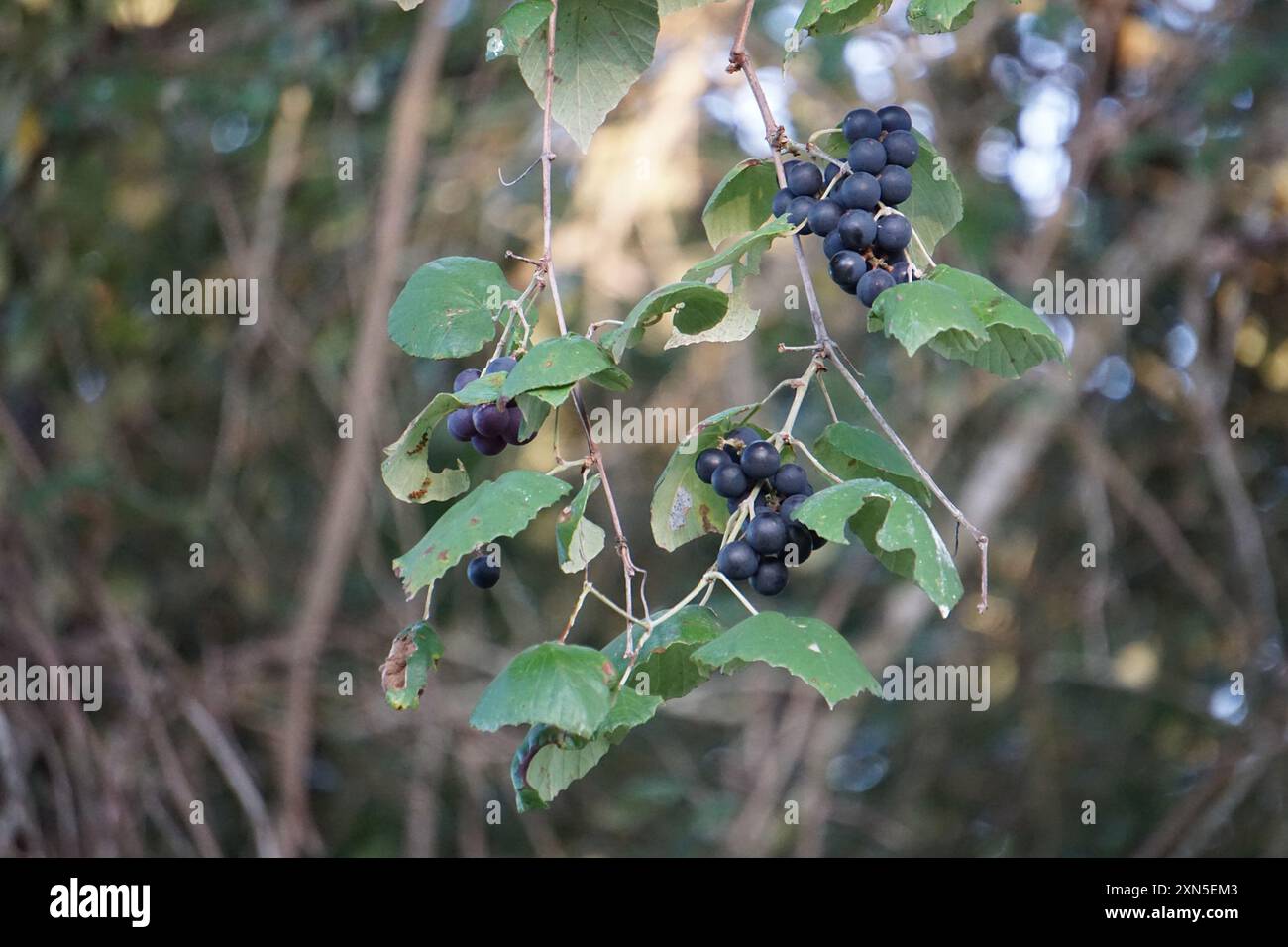 mustang grape (Vitis mustangensis) Plantae Stock Photo - Alamy