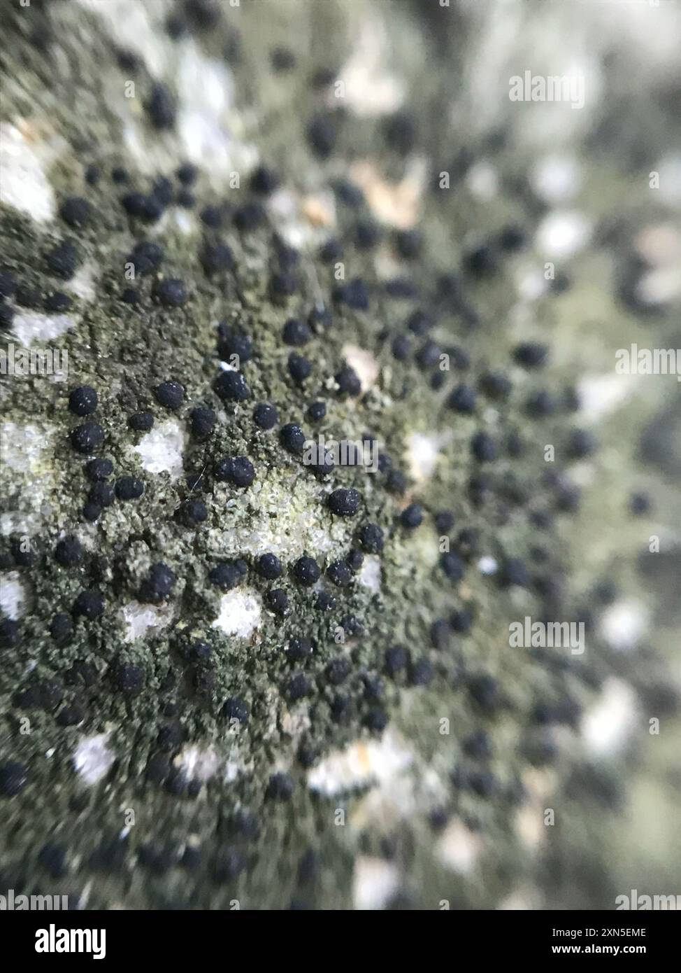 Dot Lichens (Bacidia) Fungi Stock Photo - Alamy