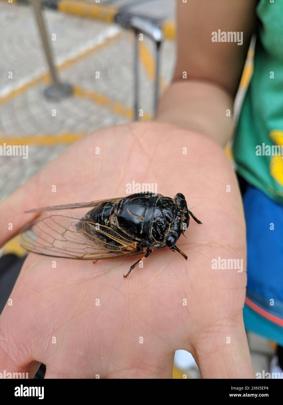 Eastern horse cicada (Cryptotympana atrata) Insecta Stock Photo - Alamy