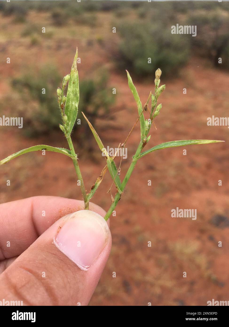Arizona signalgrass (Urochloa arizonica) Plantae Stock Photo - Alamy