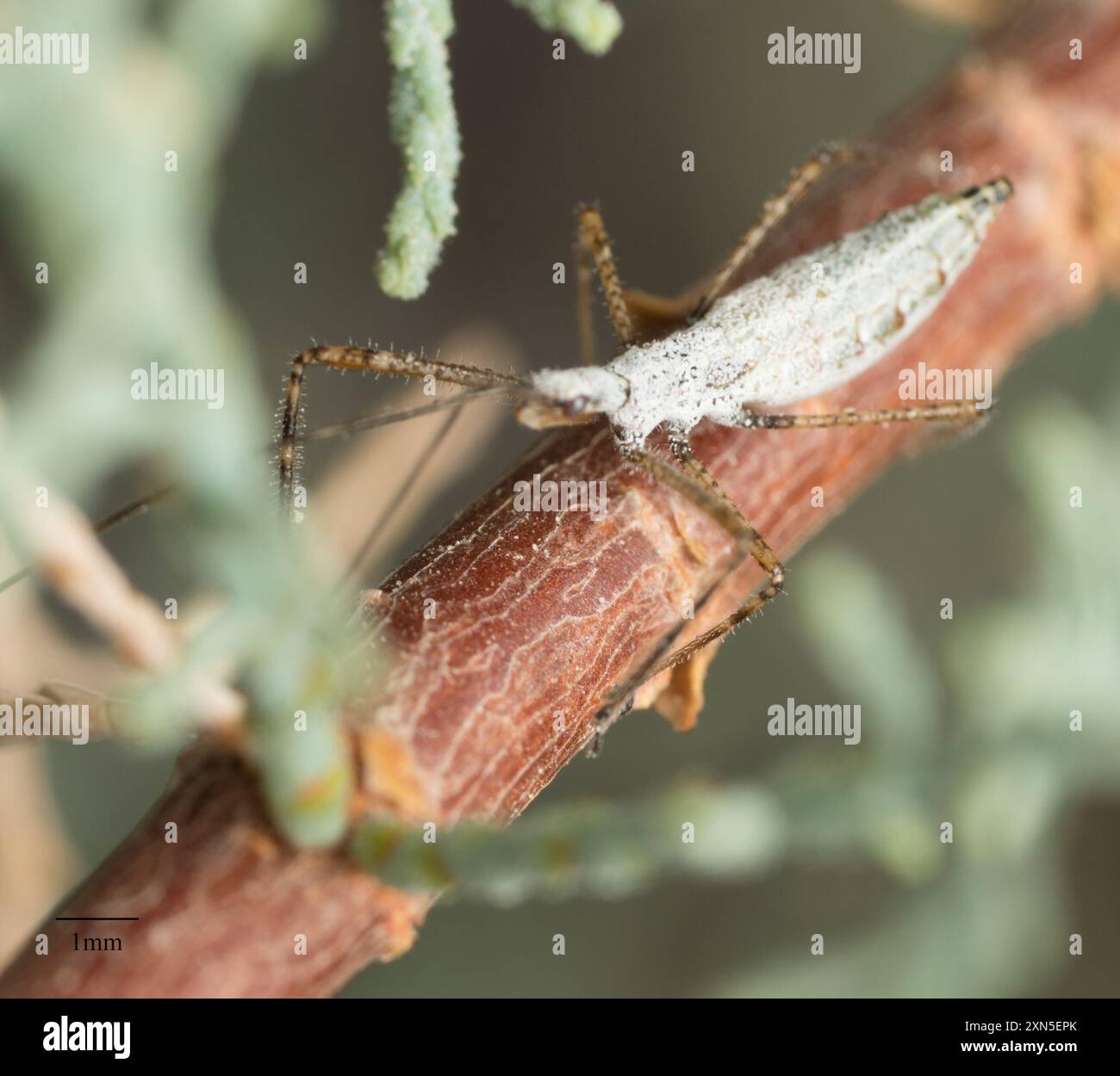 Four-spurred Assassin Bug (Zelus tetracanthus) Insecta Stock Photo - Alamy