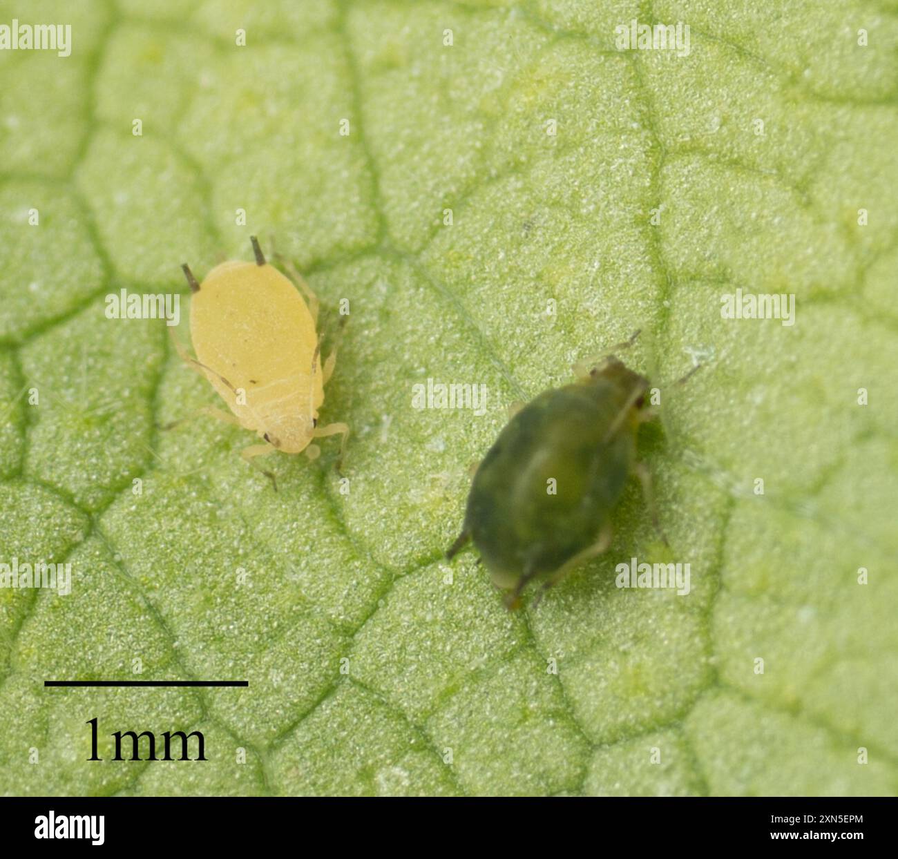 Melon aphid hi-res stock photography and images - Alamy