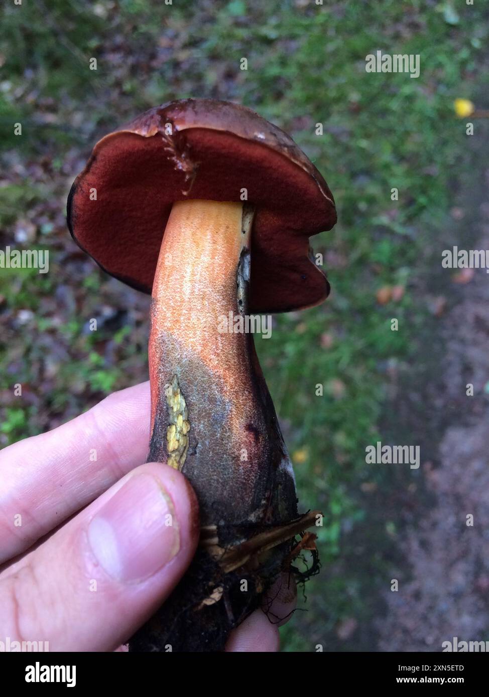 Scarletina Bolete (Neoboletus luridiformis) Fungi Stock Photo - Alamy
