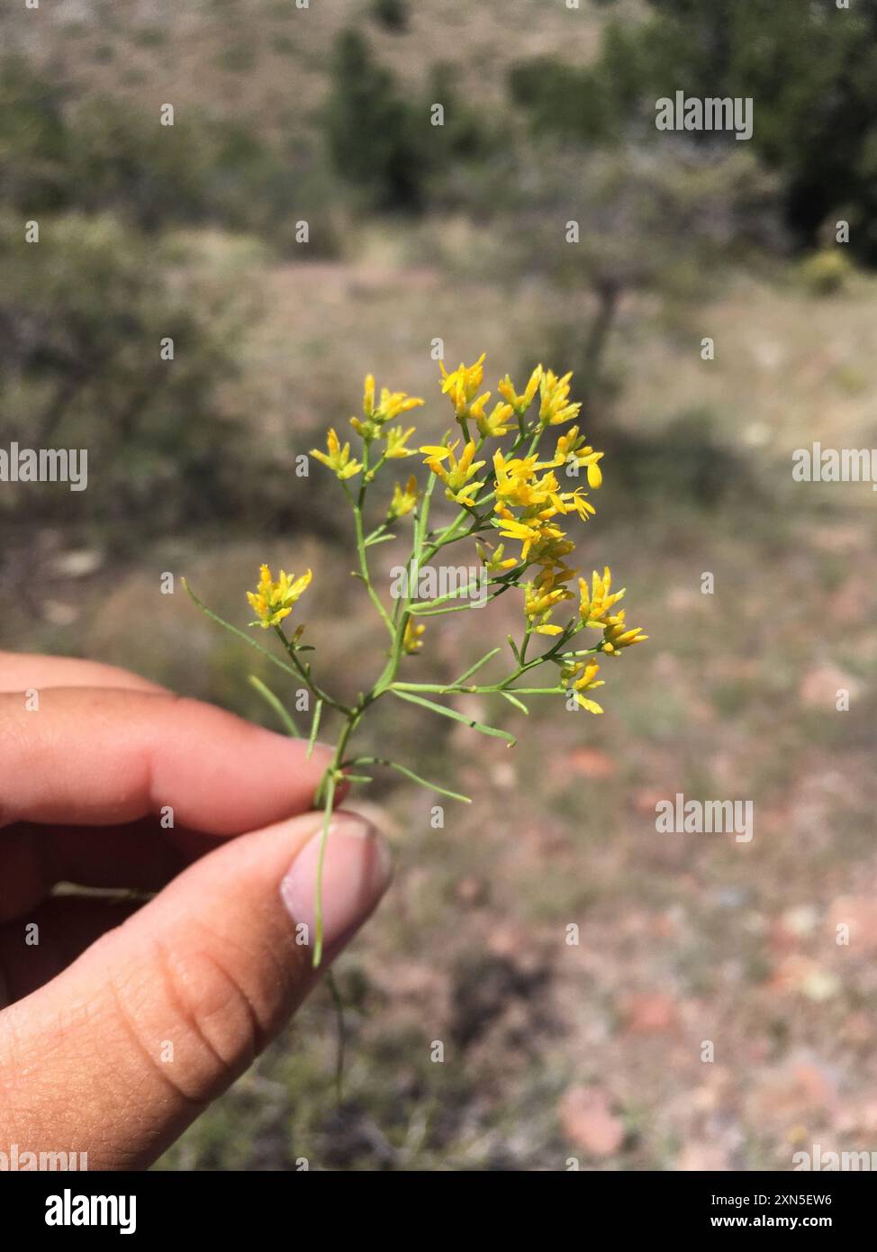 sticky snakeweed (Gutierrezia microcephala) Plantae Stock Photo - Alamy