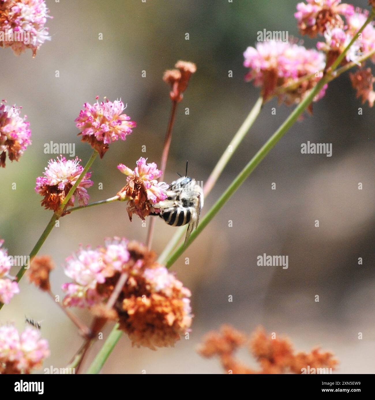 Urbane Digger Bee (Anthophora urbana) Insecta Stock Photo - Alamy