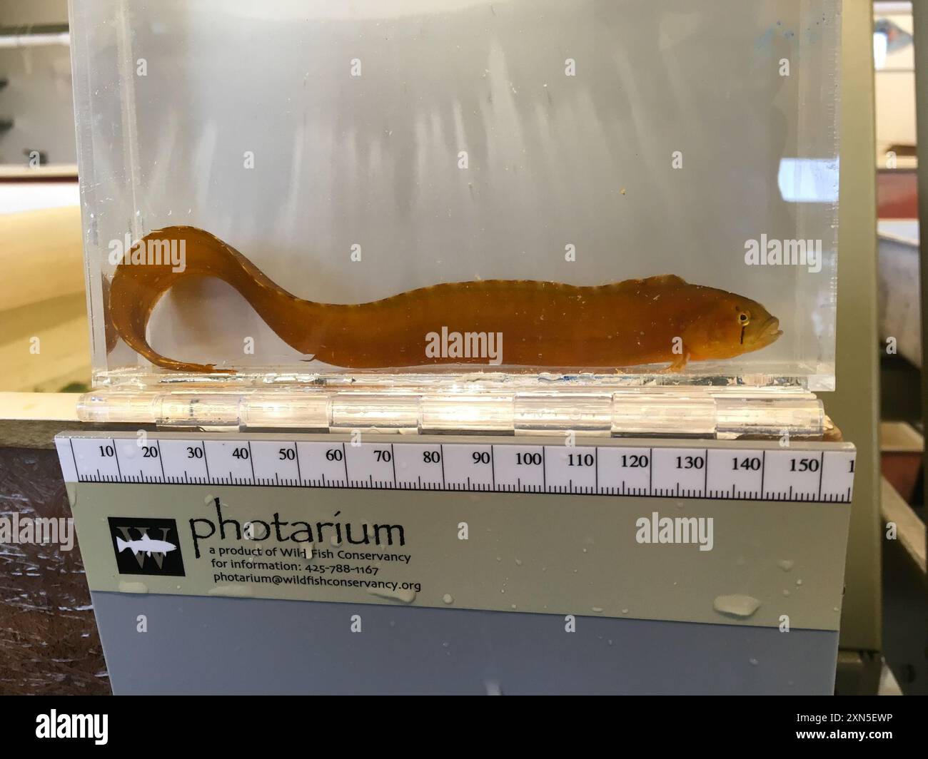 Penpoint Gunnel (Apodichthys flavidus) Actinopterygii Stock Photo - Alamy