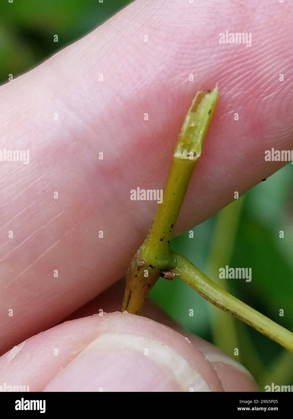frost grape (Vitis vulpina) Plantae Stock Photo - Alamy