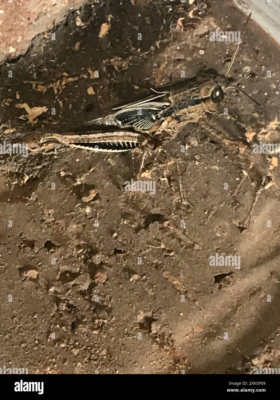 Short-horned Grasshoppers (Acrididae) Insecta Stock Photo - Alamy