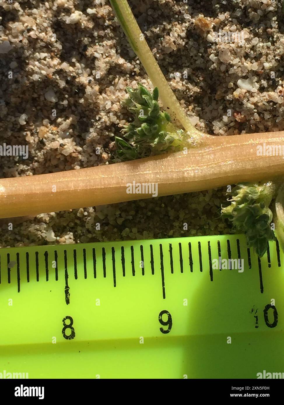 procumbent pigweed (Amaranthus blitoides) Plantae Stock Photo - Alamy