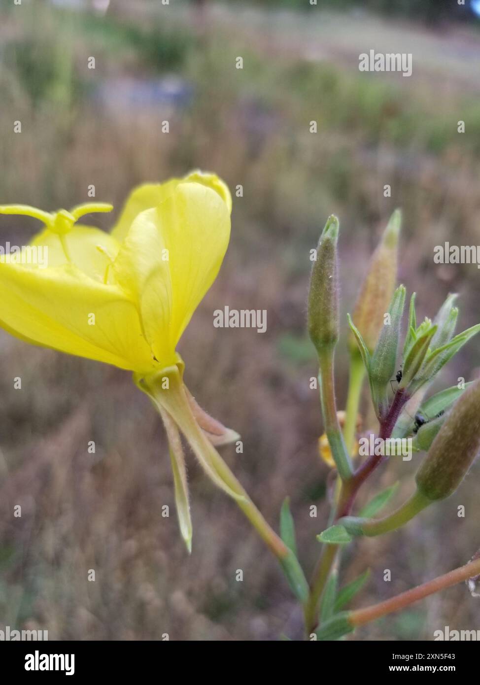 tall evening primrose (Oenothera elata) Plantae Stock Photo - Alamy