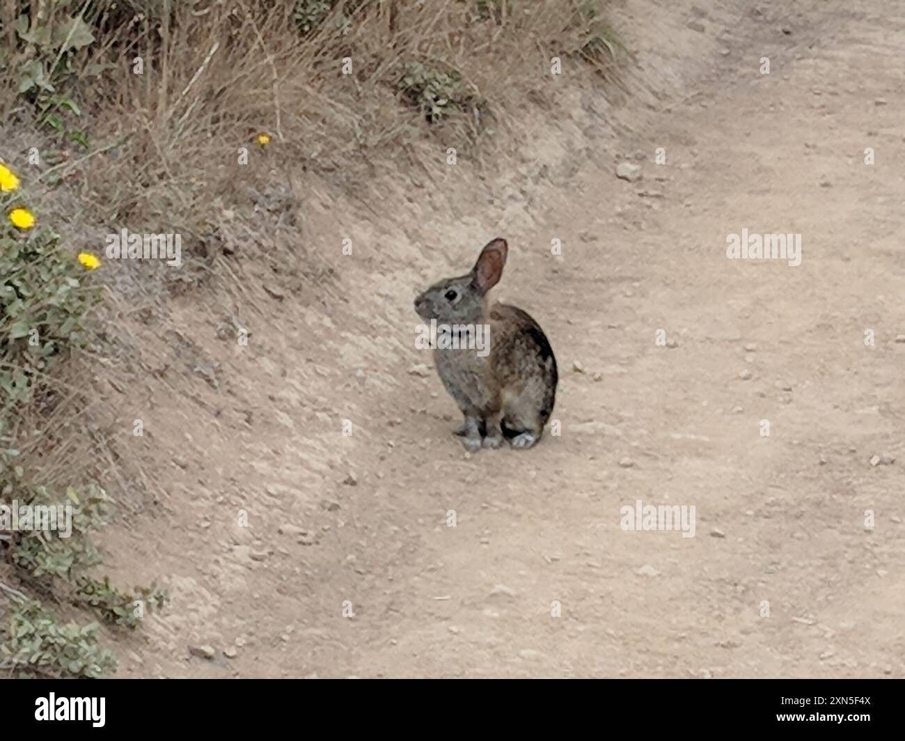 Brush Rabbit (Sylvilagus bachmani) Mammalia Stock Photo - Alamy