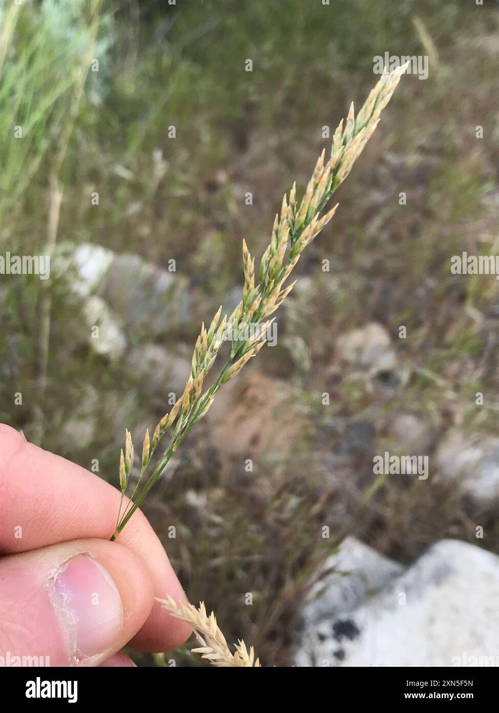 Smooth Meadow-grass (Poa pratensis) Plantae Stock Photo - Alamy