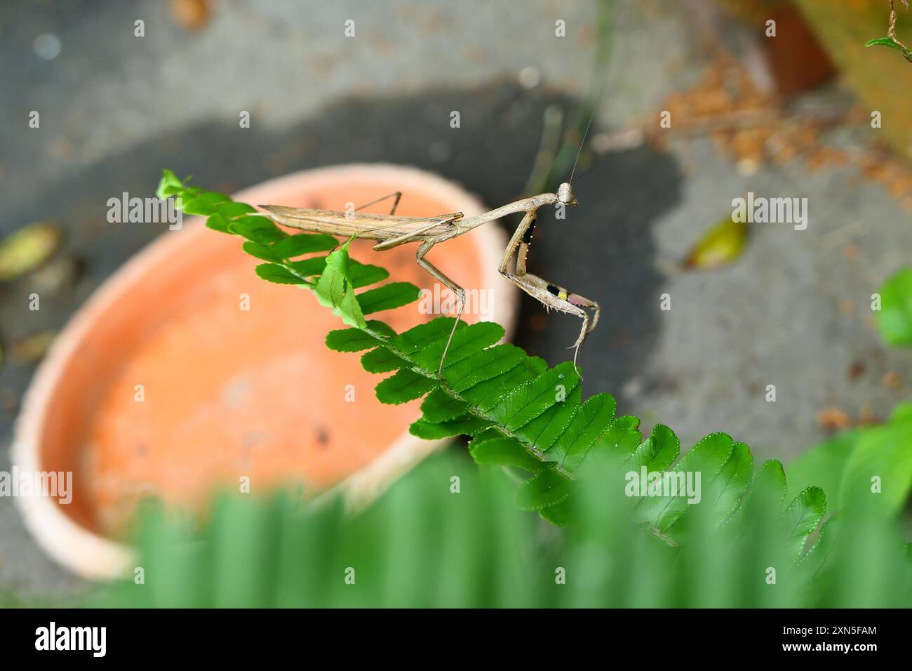 Asian Jumping Mantis (Statilia maculata) Insecta Stock Photo - Alamy
