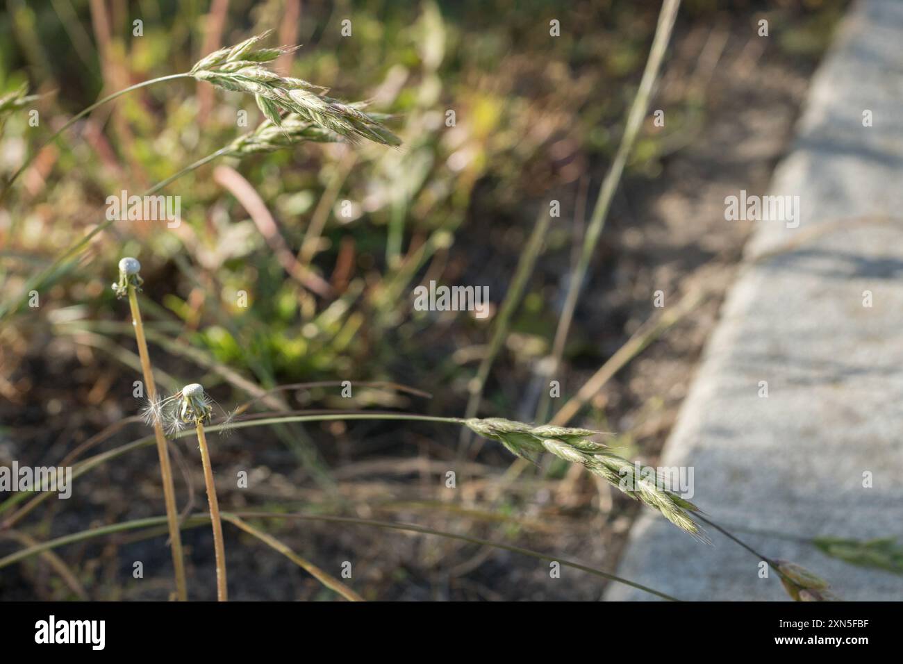 common soft brome (Bromus hordeaceus) Plantae Stock Photo - Alamy