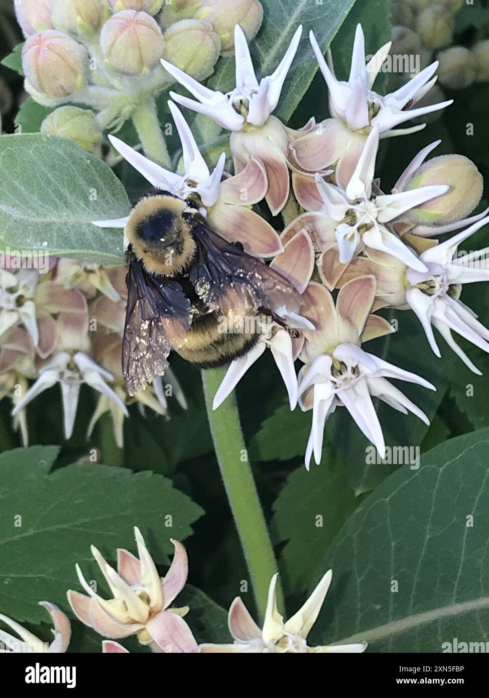 Nevada Bumble Bee (Bombus nevadensis) Insecta Stock Photo - Alamy