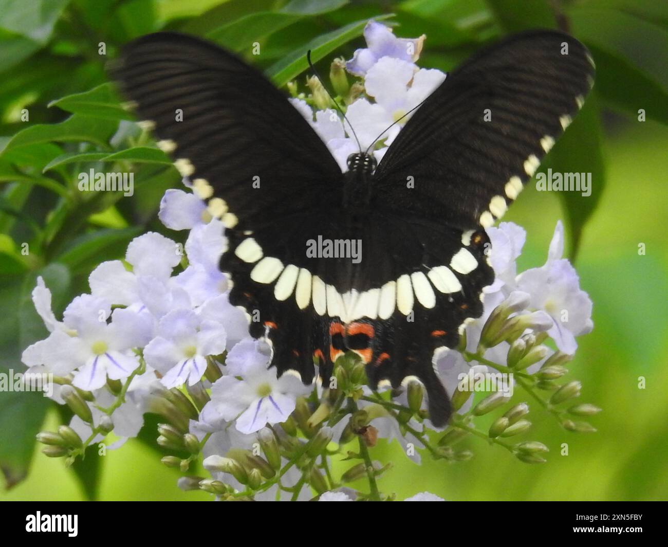 Common Mormon Swallowtail (Papilio polytes) Insecta Stock Photo - Alamy
